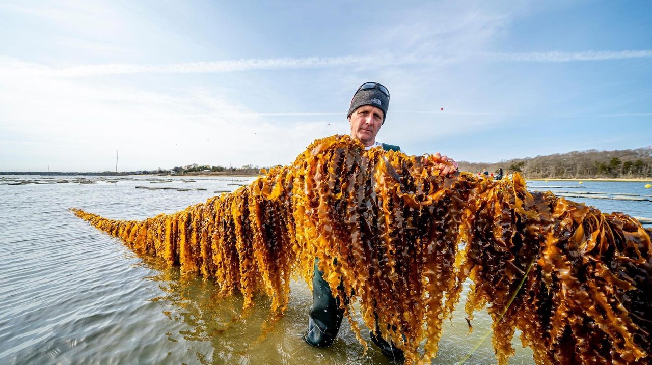 Aqua-farmers look to kelp, seaweed to grow business - Newsday