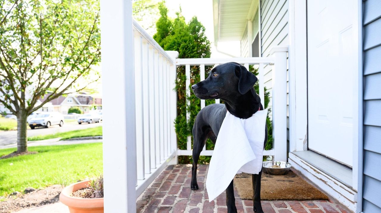 Fido, your lunch is served: Now LI dogs can get fresh food delivered ...