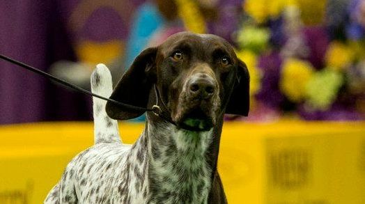 Westminster dog show winner is German shorthaired pointer, C.J. - Newsday