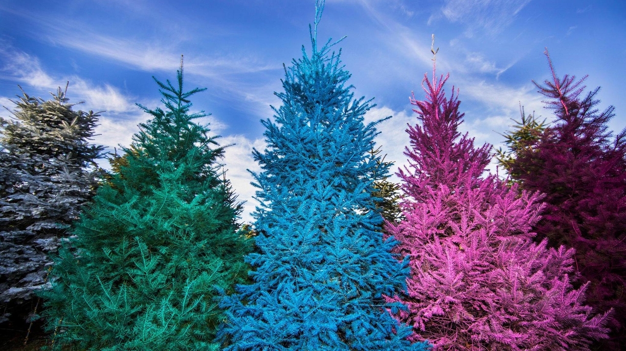 Brightly colored Christmas trees now trending at Dart's farm in ...
