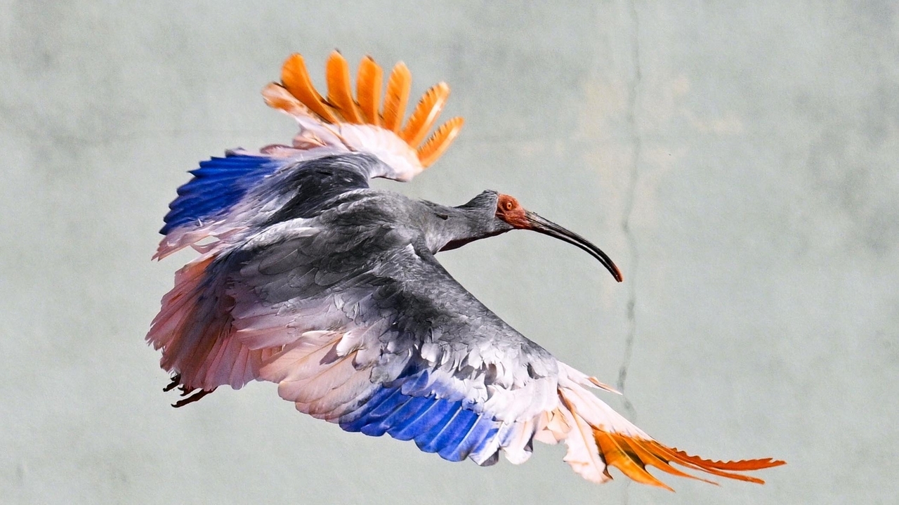 8 crested ibises released in Japan decades after extinction - Newsday