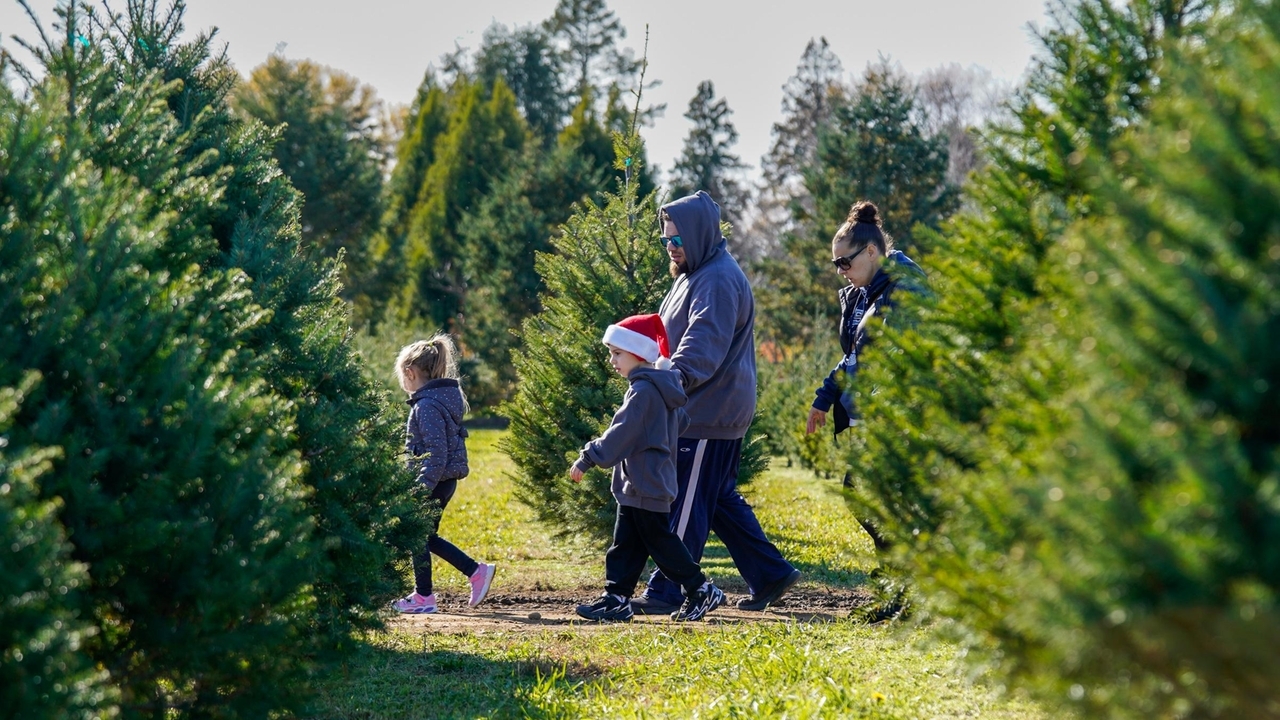 Christmas tree farms on Long Island where you can cut your own - Newsday