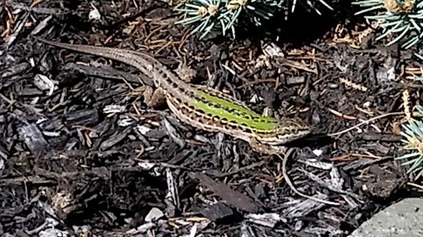 Hard-to-catch Italian wall lizard here to stay - Newsday
