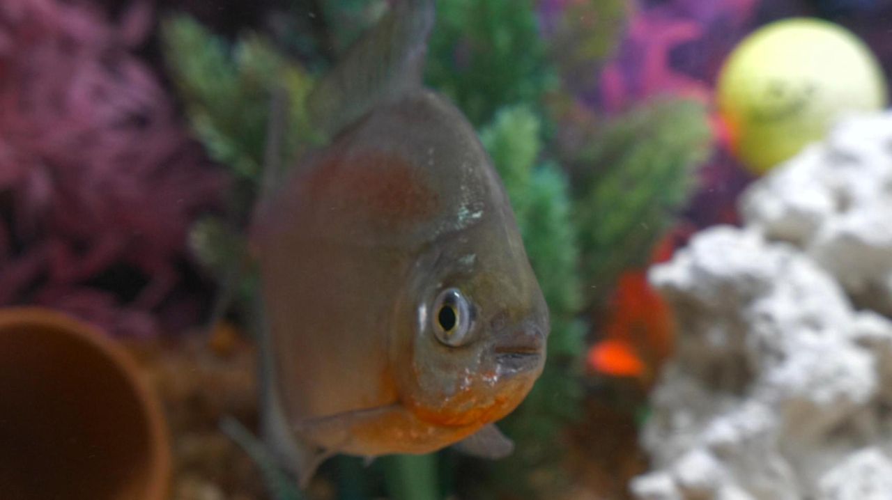 LI fish tales: What to know about going big on home aquariums - Newsday
