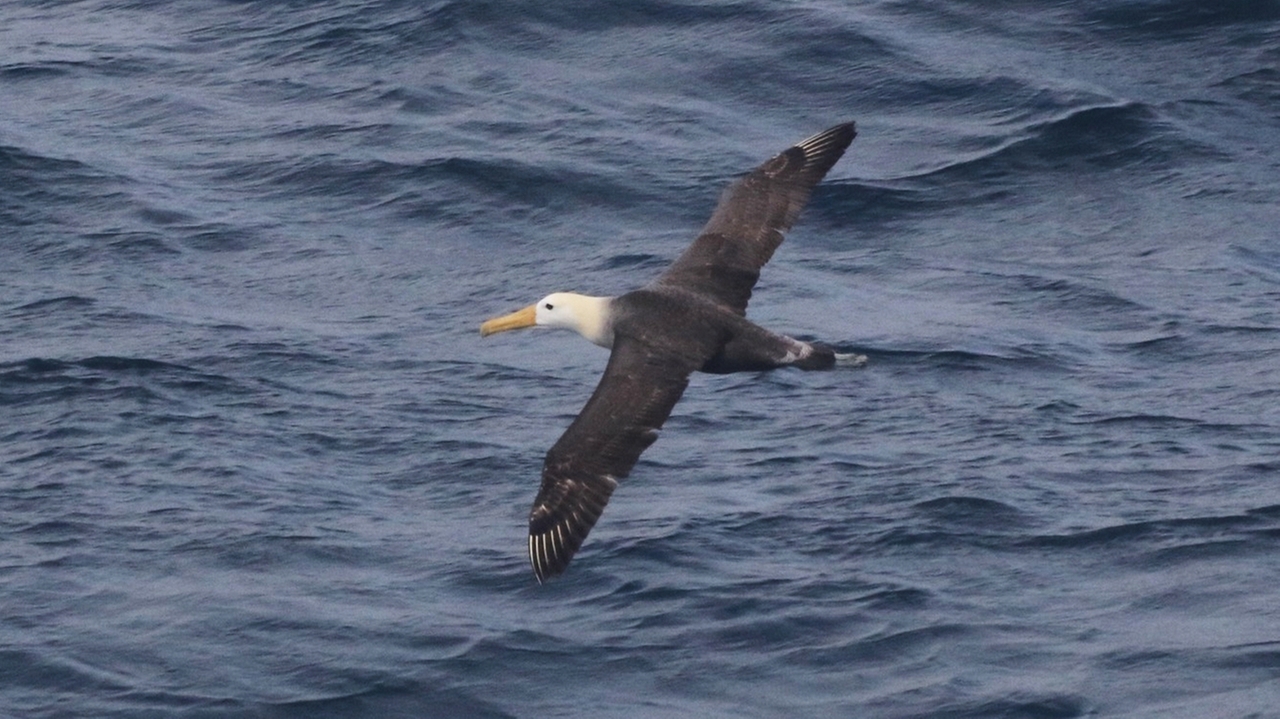 Seagoing albatross makes rare appearance off California coast ...