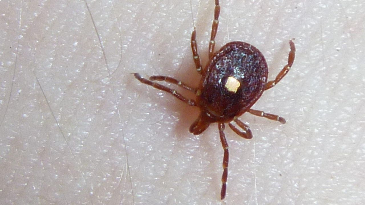 Long Island tick season made worse by warm weather, spread of the lone ...