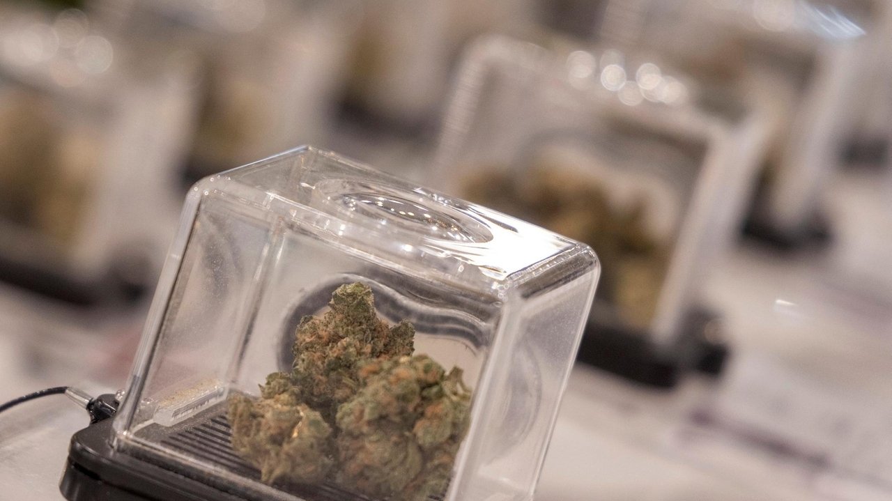 Village of Hempstead and Lake Success consider allowing recreational ...