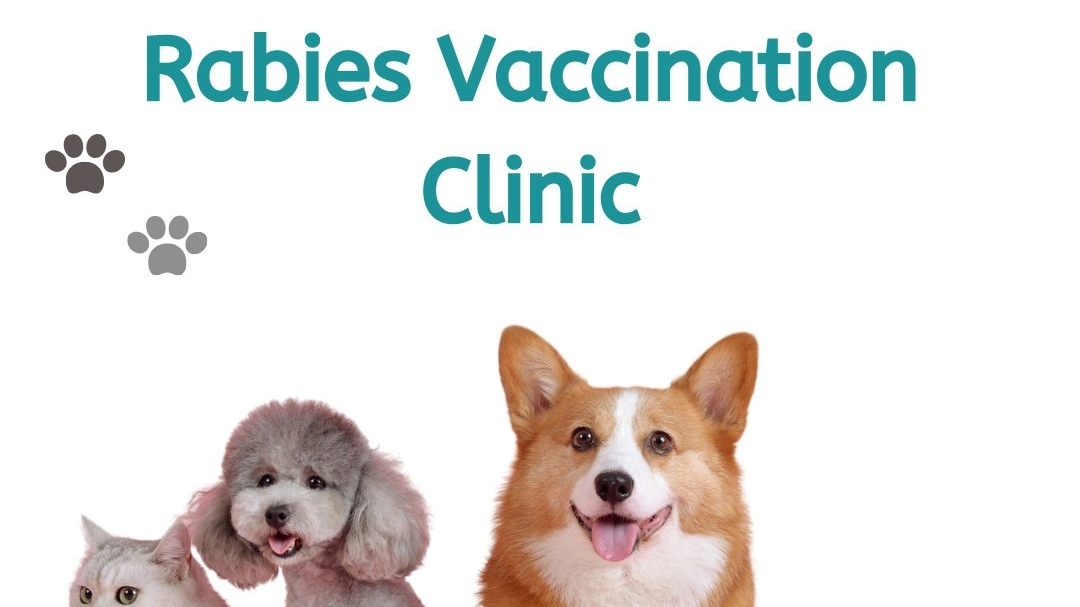 Free rabies vaccination clinic for dogs, cats, ferrets offered by ...