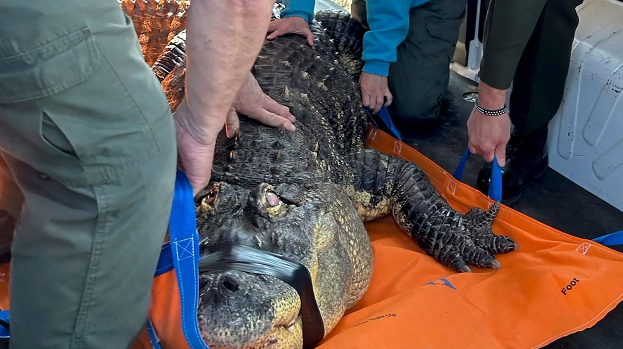 Albert the alligator's owner sues New York state agency in effort to be ...