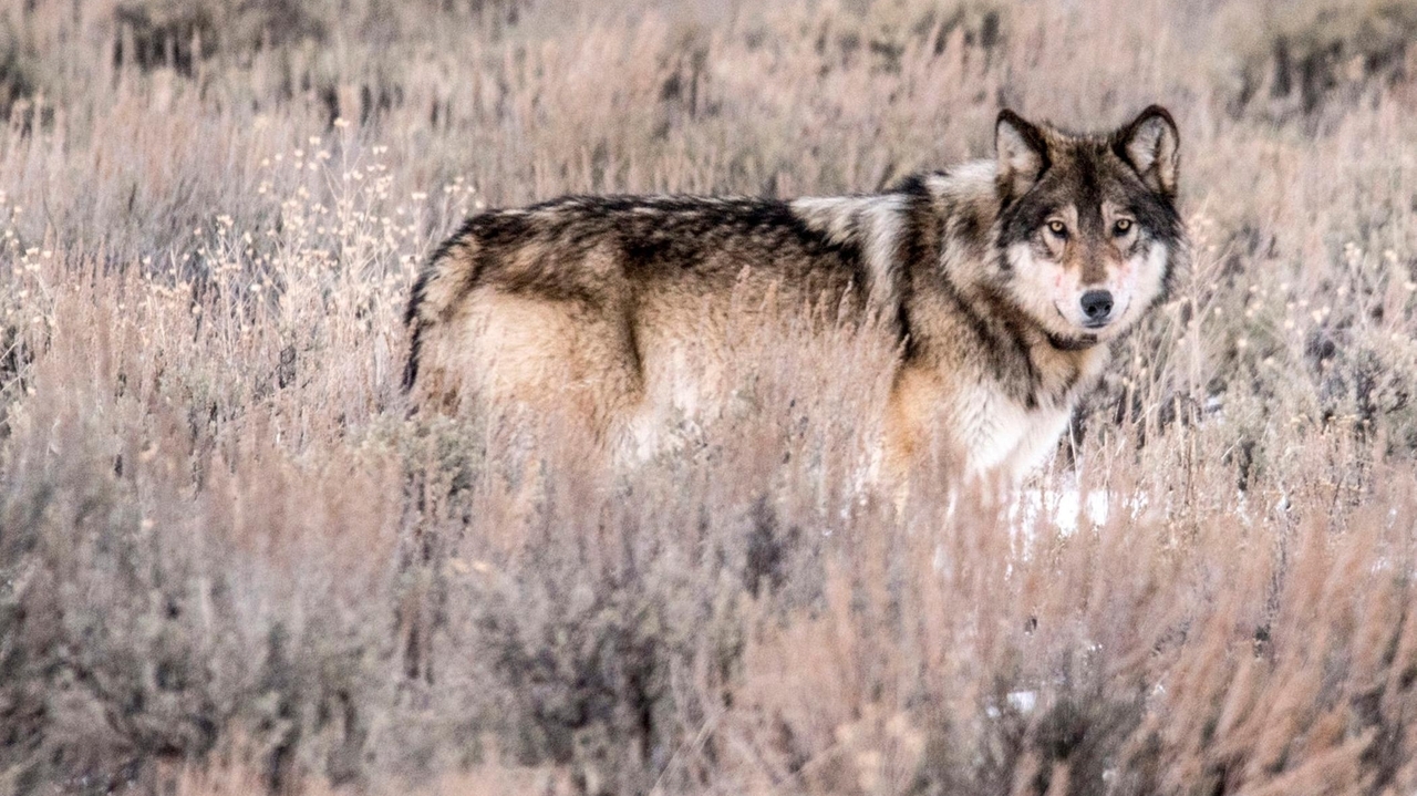Man accused of Wyoming wolf torture agrees to plea that would spare him ...