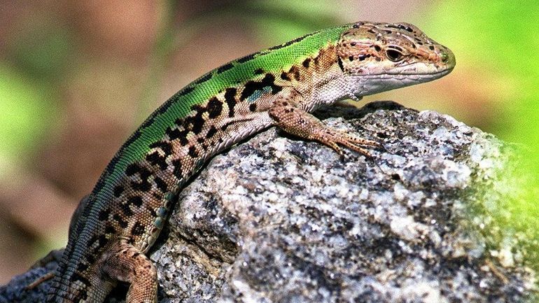 Lizards In Garden City Ny | Fasci Garden