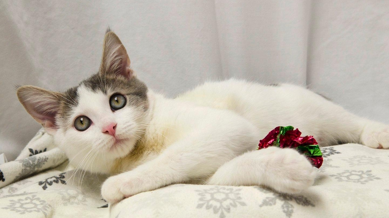Henry Schein — the cat, not the company — is up for adoption - Newsday