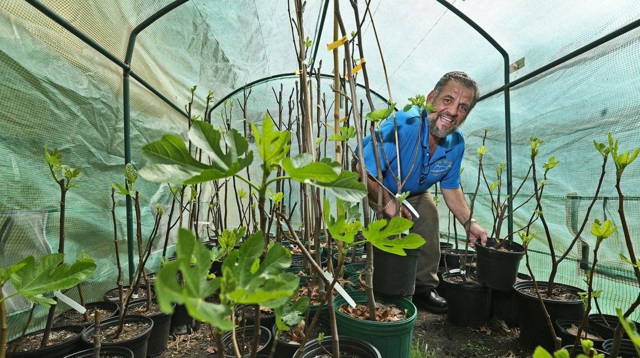 Tony Testa of Dix Hills grows 100 fig trees, gives friends fruit - Newsday