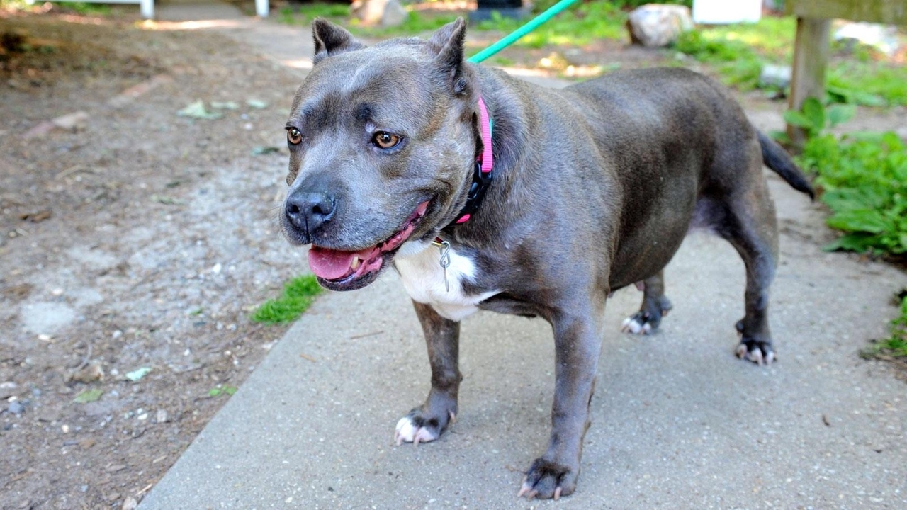 Rockville Centre residents divided over pit bull vote - Newsday