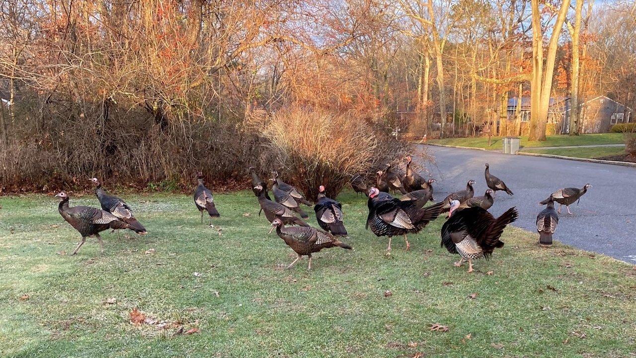 These birds of a feather strut together - Newsday