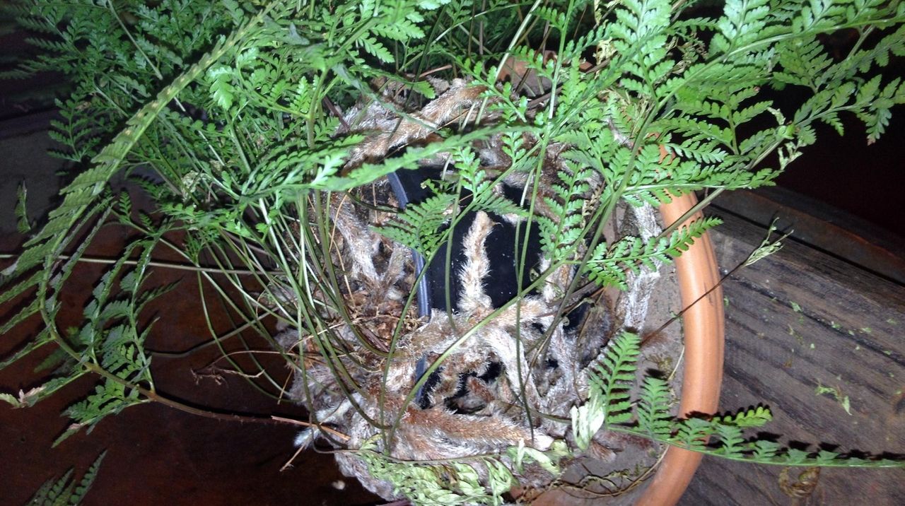 How to repot a footed-fern or hibiscus without harming them - Newsday