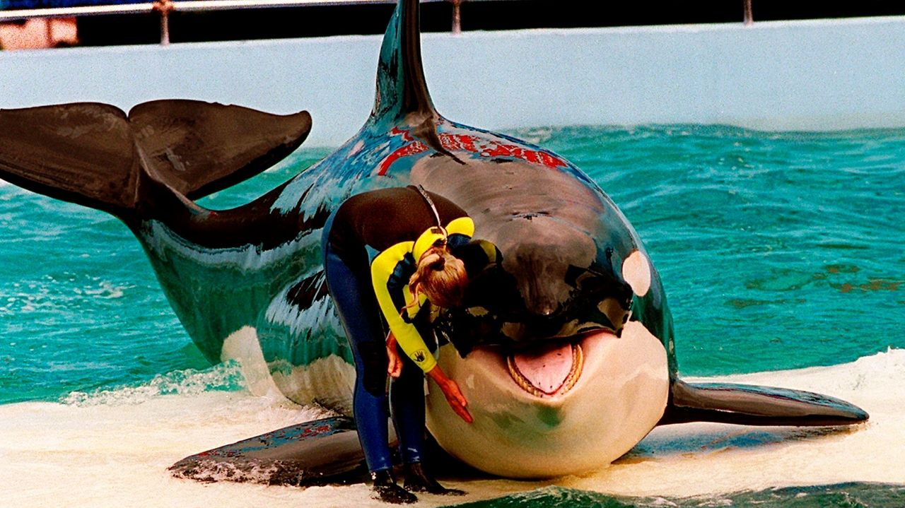 Dolphin that shared a tank with Lolita the orca at Miami Seaquarium ...