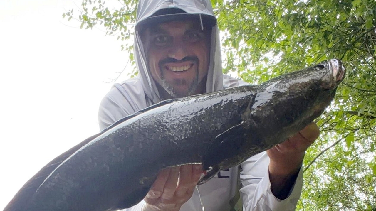 DEC investigating report of invasive northern snakehead fish in Suffolk ...