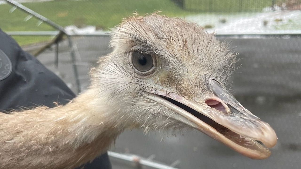 More than 100 wild, exotic animals, including ostrich, taken from North ...