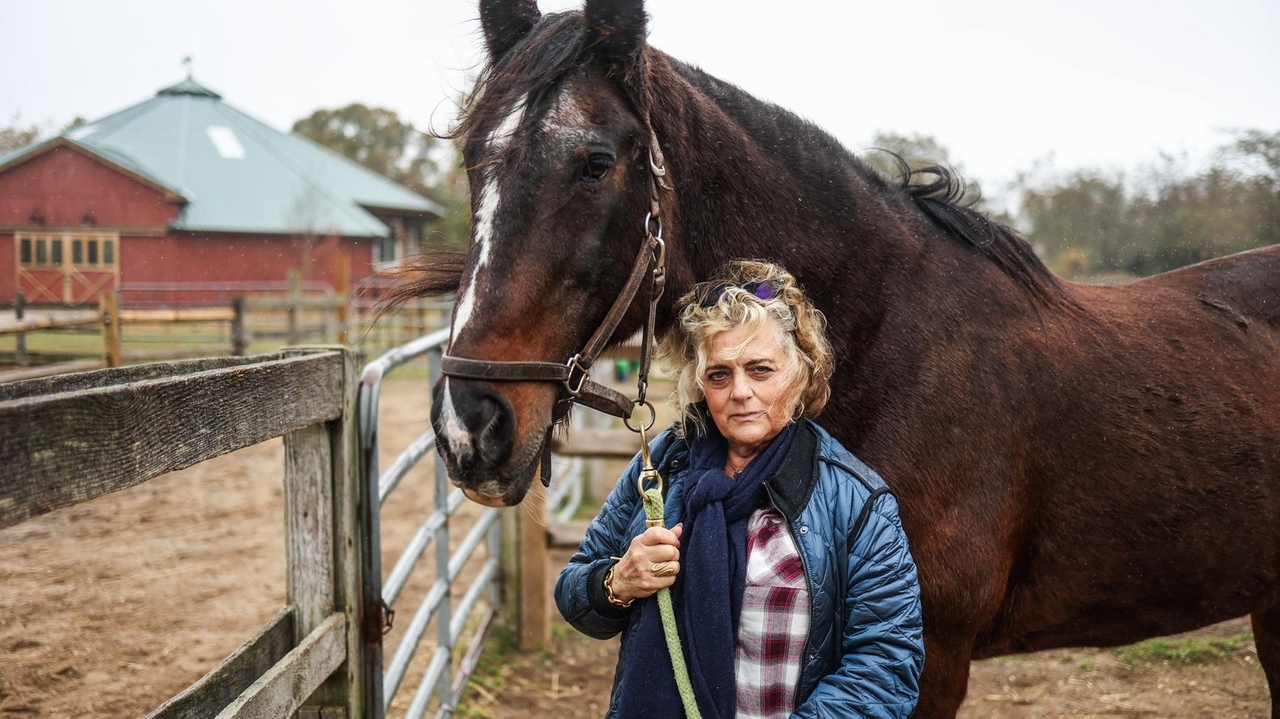 North Fork horse rescue heads upstate after town violations - Newsday