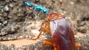 Zombie cockroaches inhabited by ants? - Newsday