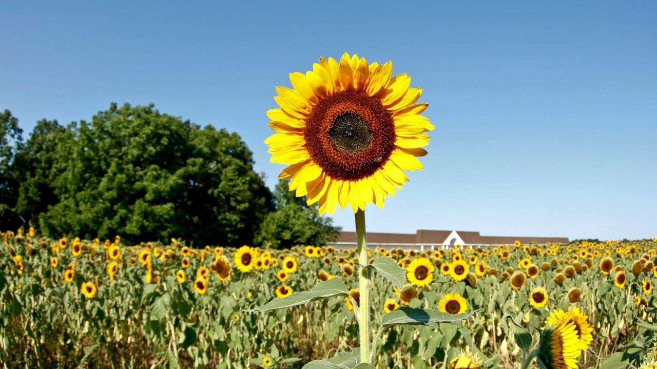 Pindar Vineyards - Newsday