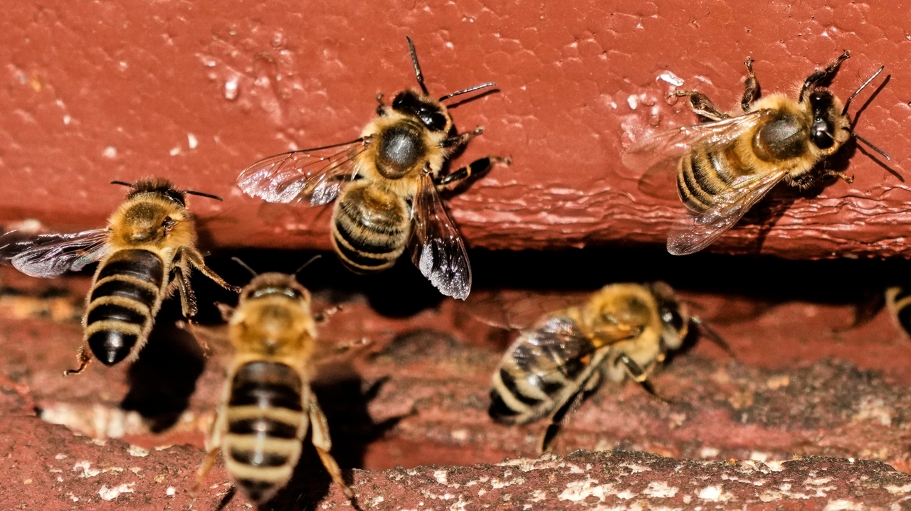 On 'World Bee Day,' the bees did not seem bothered. They should be ...