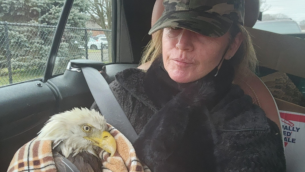 Bald eagle 'Dad' dies after being plucked out of Centerport pond - Newsday