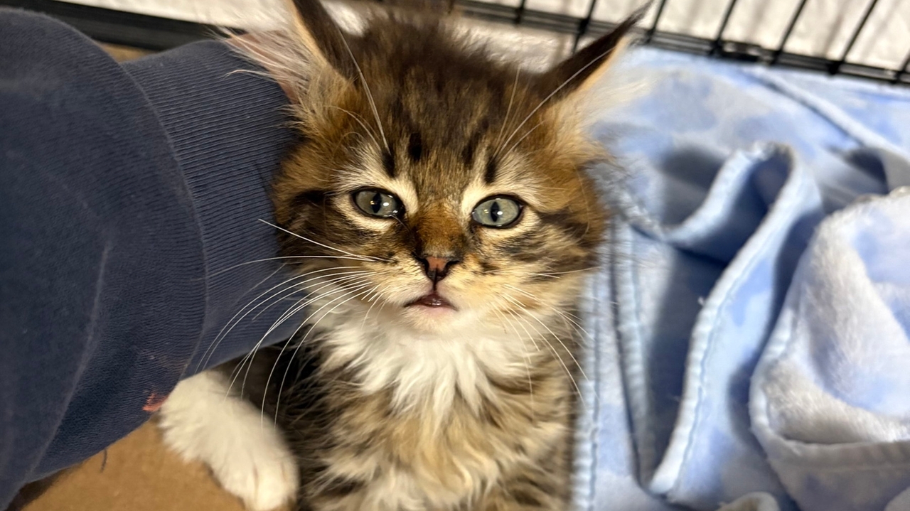 Suffolk SPCA says more than 100 cats found in West Islip home - Newsday