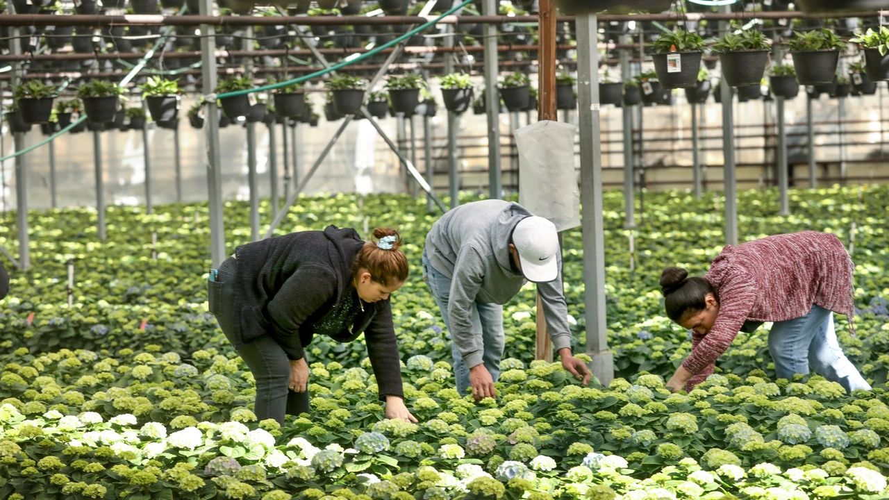 Wage board to submit farmworker overtime recommendation - Newsday