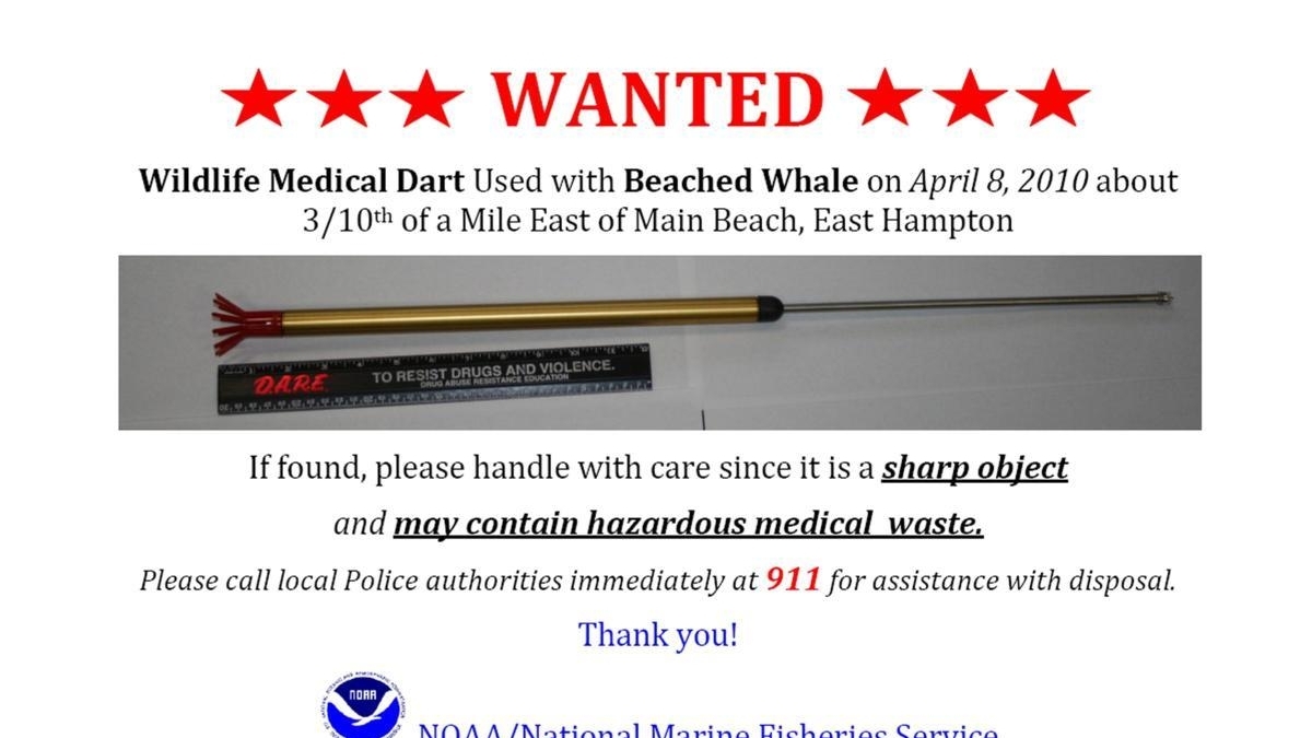 Top cop: Missing tranquilizer dart no cause for concern - Newsday