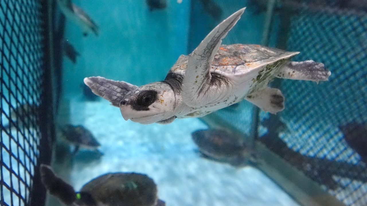 Global warming fills New England's rich waters with death traps for ...