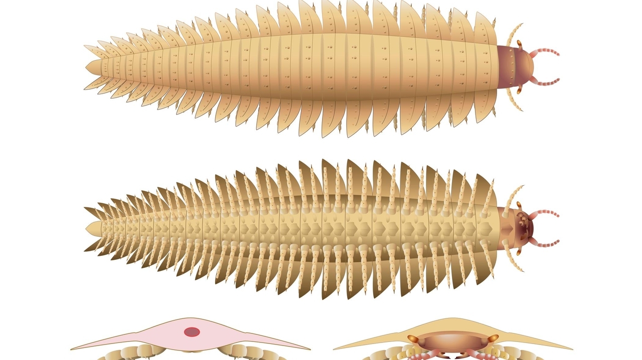 Scientists recreate the head of this ancient 9-foot-long bug - Newsday