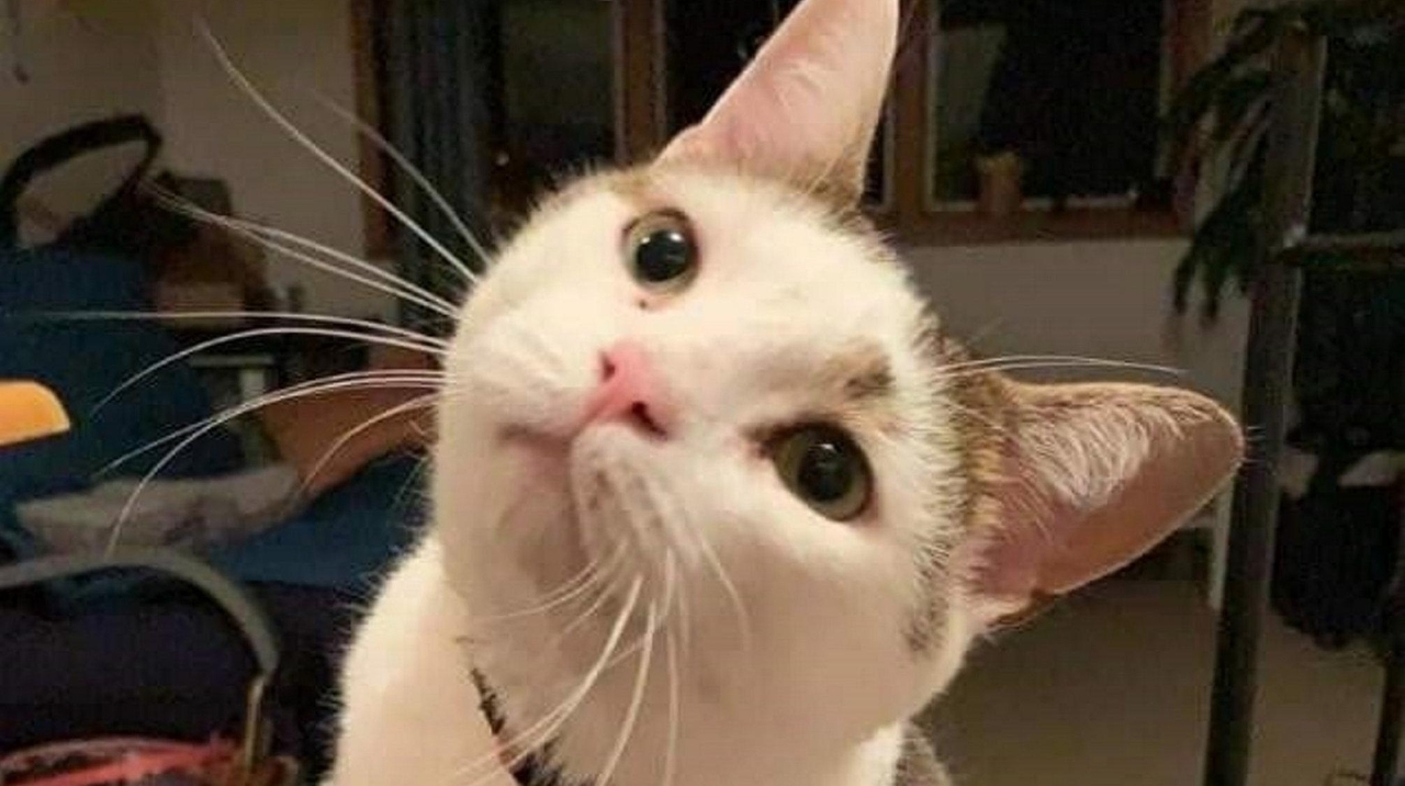 Feline and feeling (mostly) fine: Cat lost at JFK for 18 days has been ...