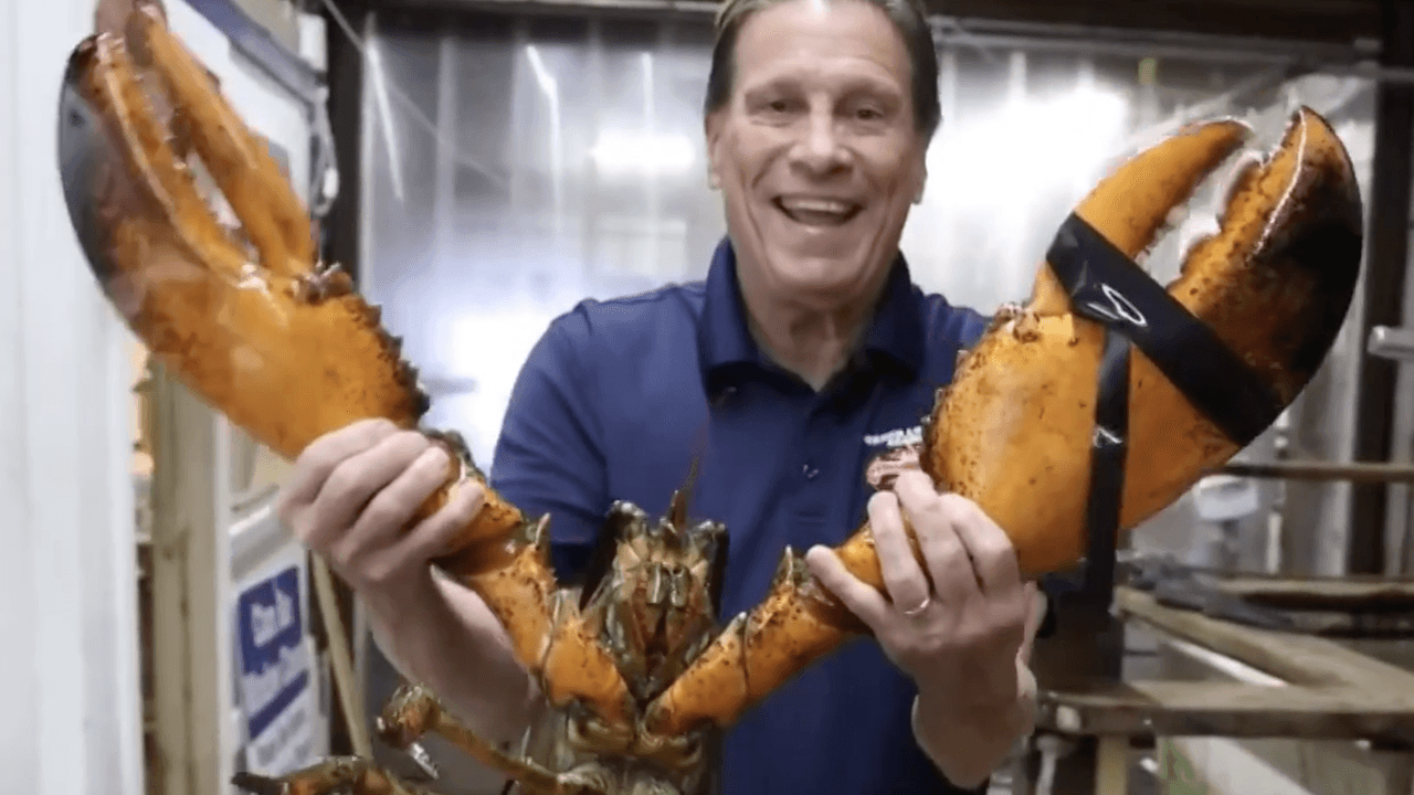 80-year-old lobster visiting Jordan Lobster Farms - Newsday
