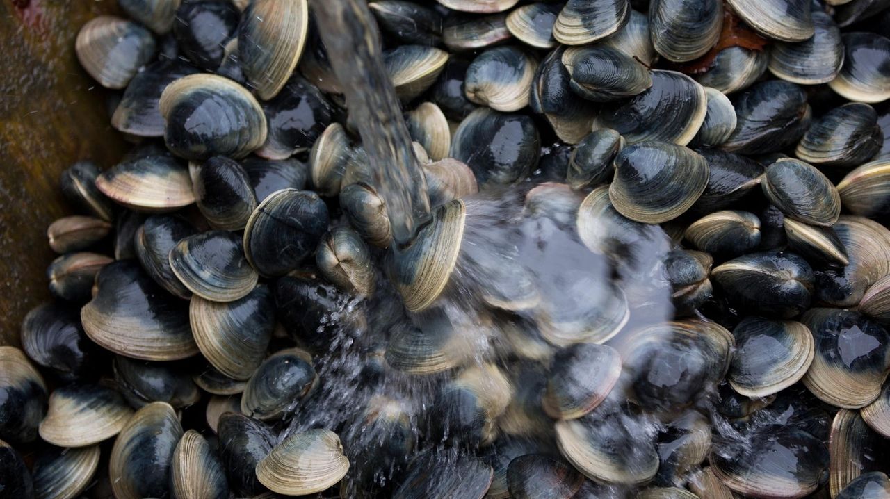 Town of Oyster Bay extends shellfishing ban in 2 harbors by 6 months ...