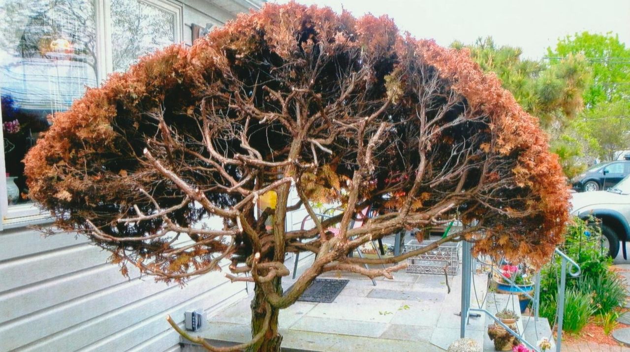 Creative uses for dead trees and shrubs - Newsday