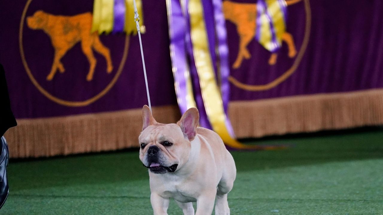 The Frenchie becomes a favorite — and a dog-show contender - Newsday