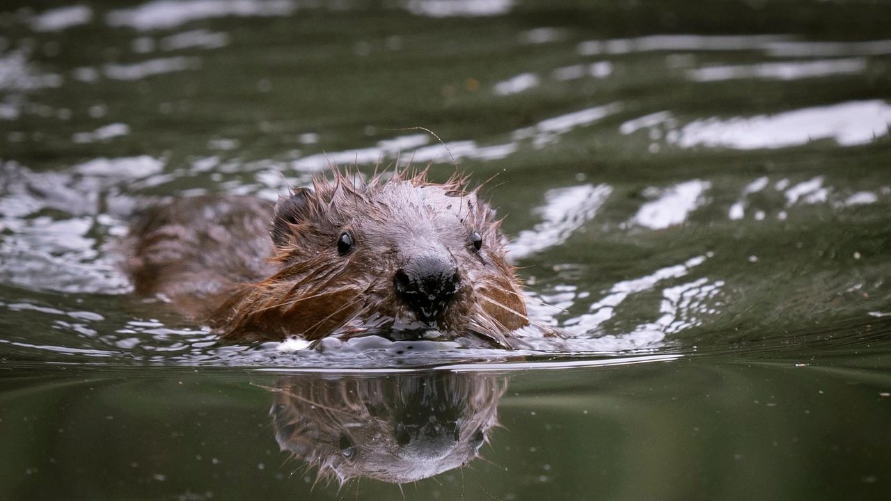 Beavers reintroduced to west London for first time in 400 years to ...