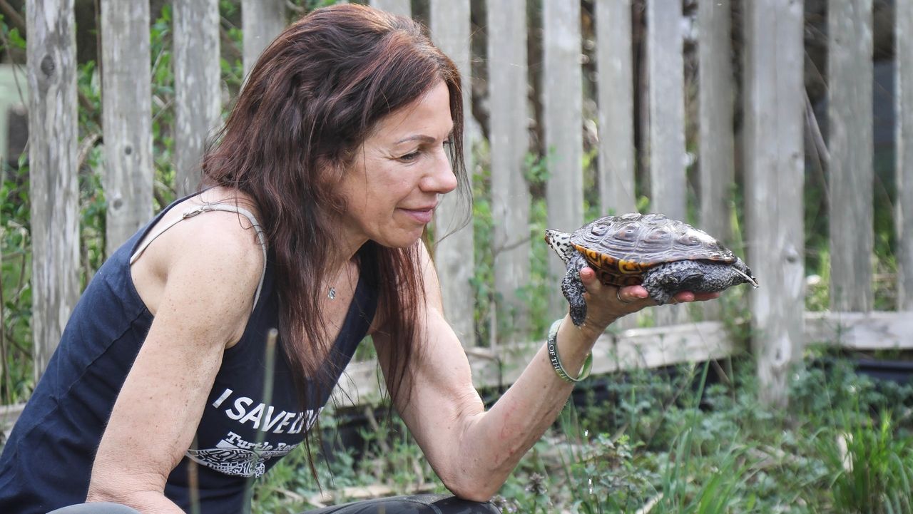 Turtle Rescue of the Hamptons advocates for 'underdogs' of wildlife ...