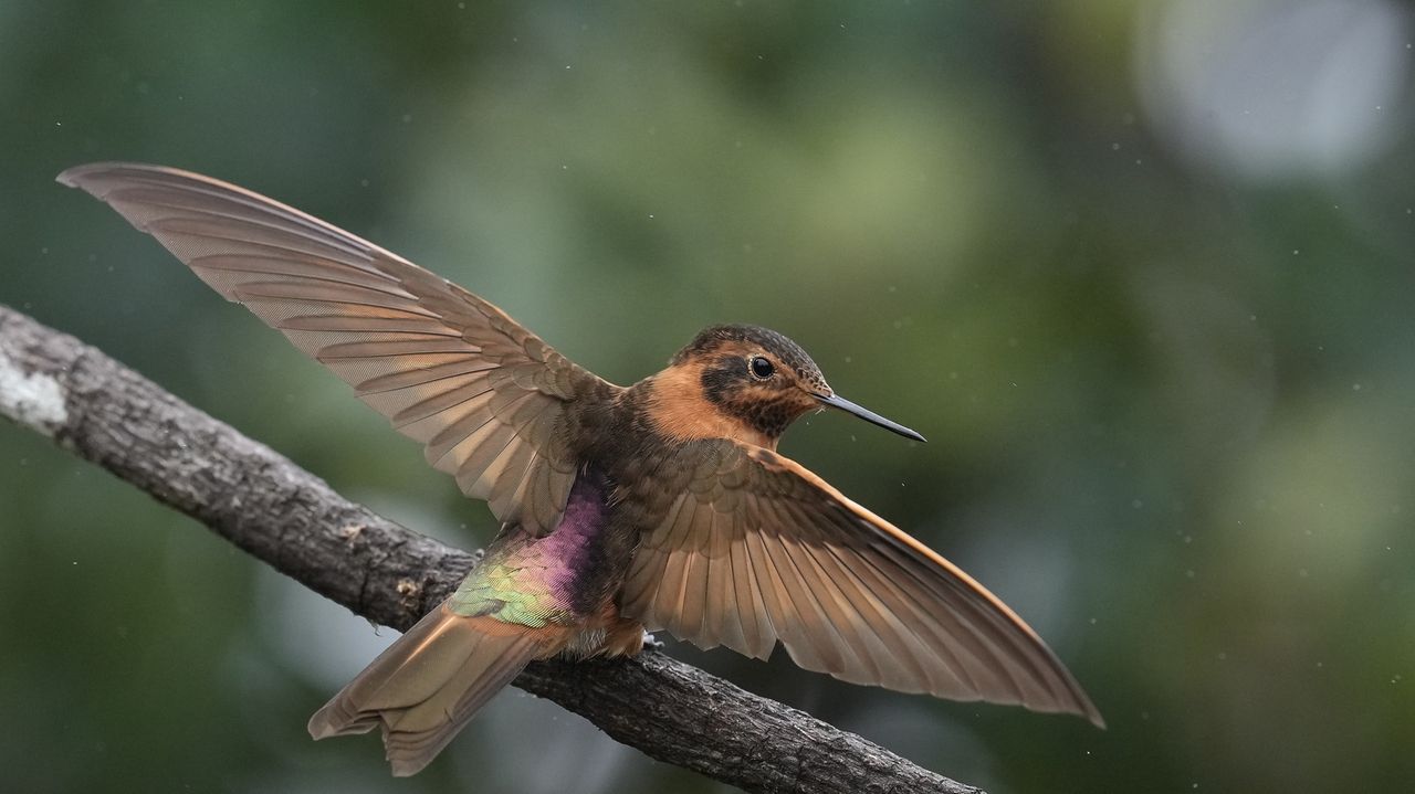 An ancient forest in Ecuador is the last stand for a tiny hummingbird ...