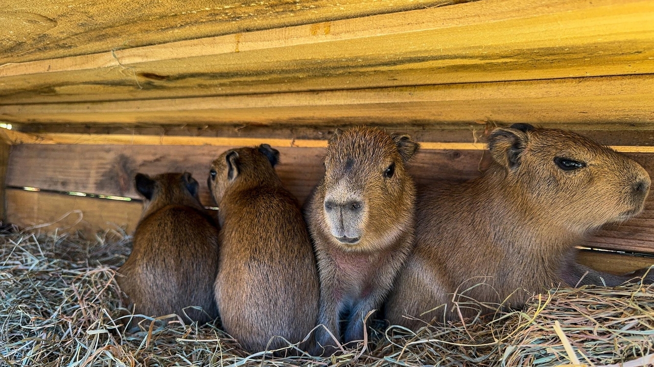 Capybara quintuplets born at Long Island Game Farm - Newsday