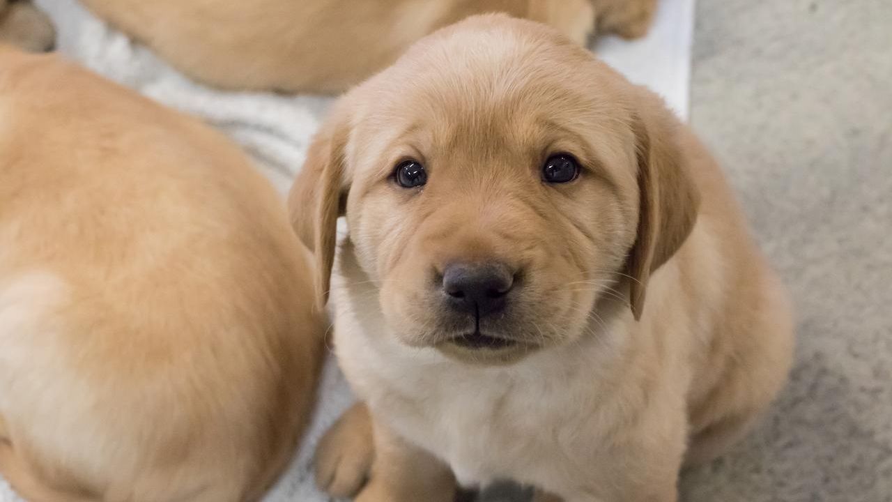 Long Island puppy raisers needed for Guide Dog Foundation - Newsday