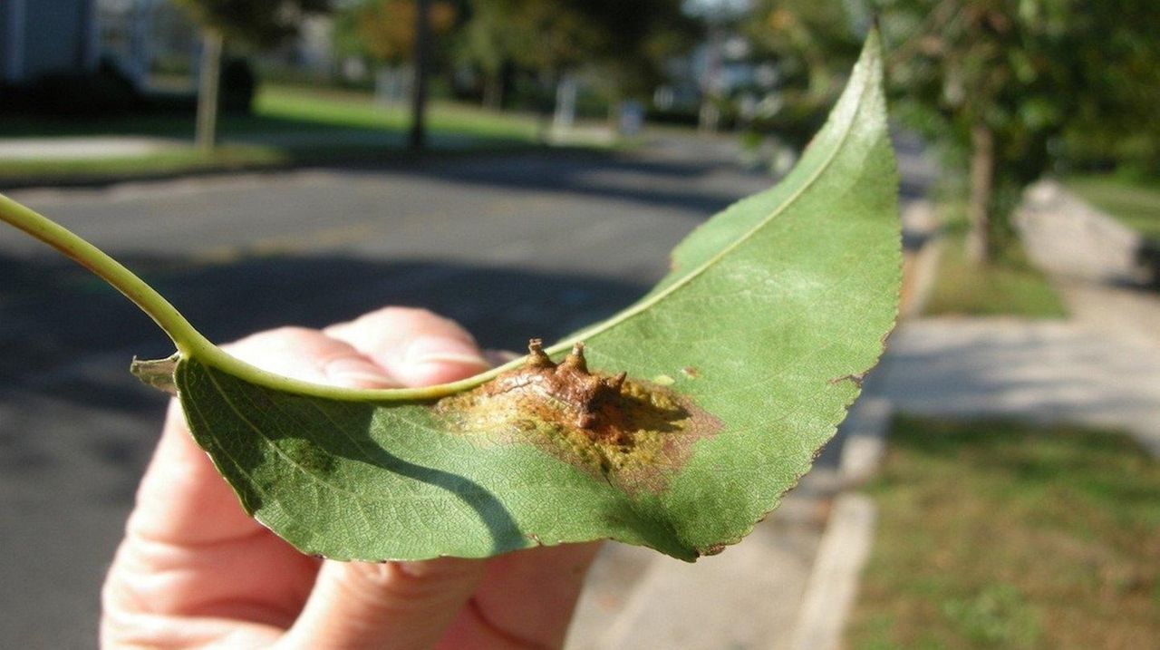 Pear tree rust spreading on Long Island, natural remedies for powdery ...
