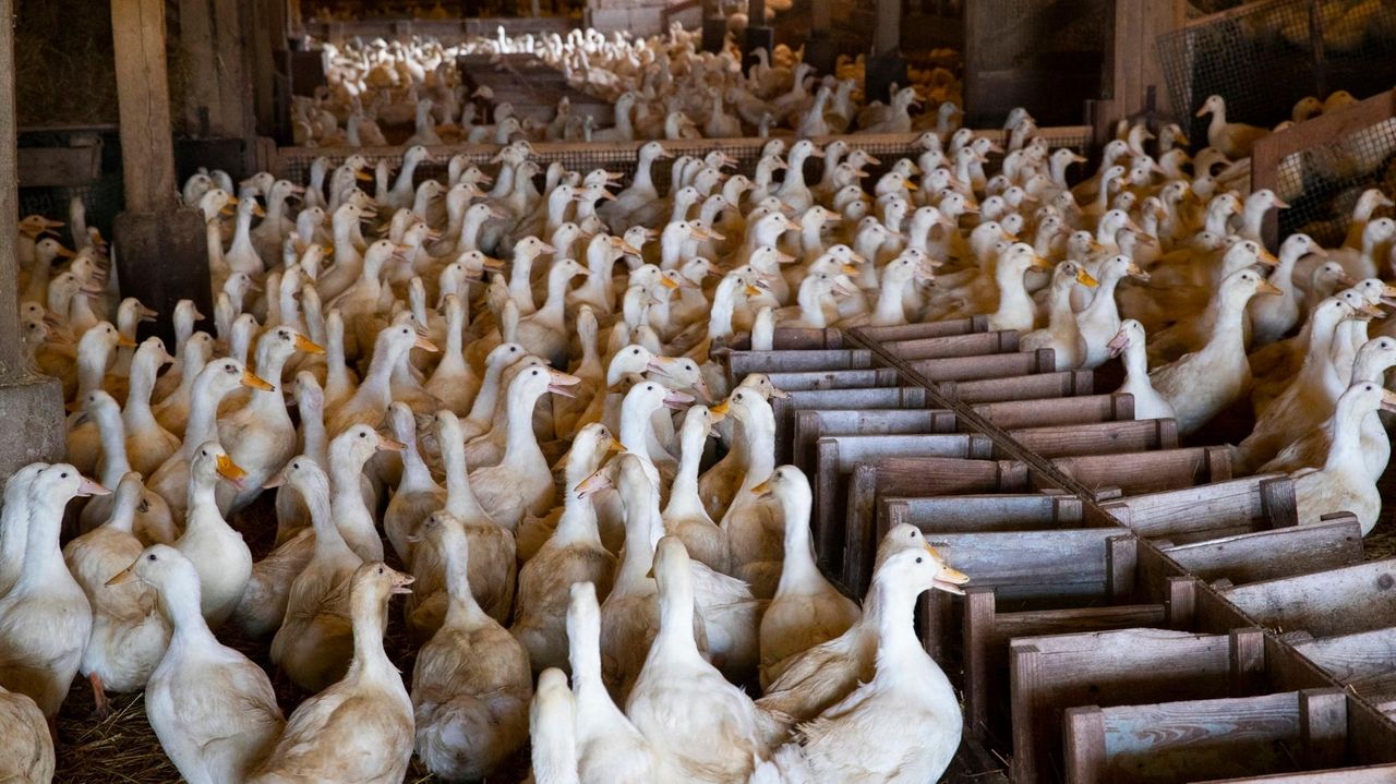 NYS orders live poultry markets on Long Island, NYC, Westchester to ...