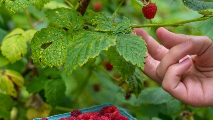 Growing and learning in the raspberry patch - Newsday