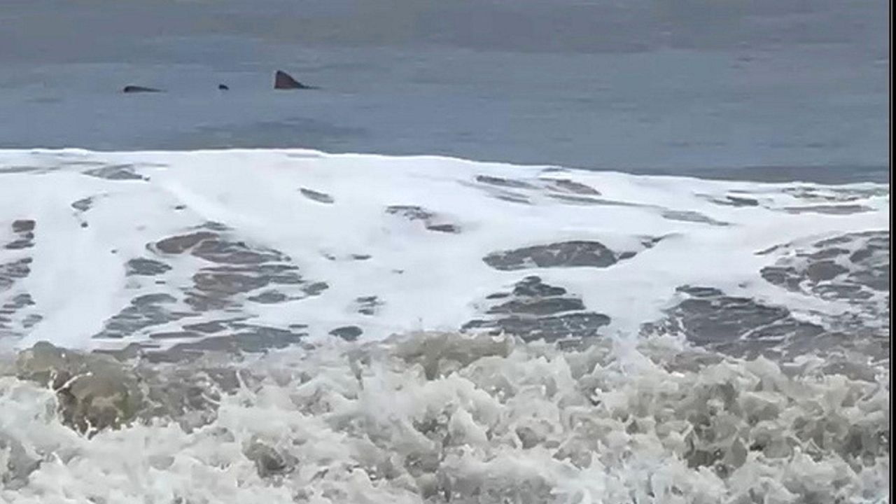 Swimming resumes at Davis Park Beach after shark sighting - Newsday
