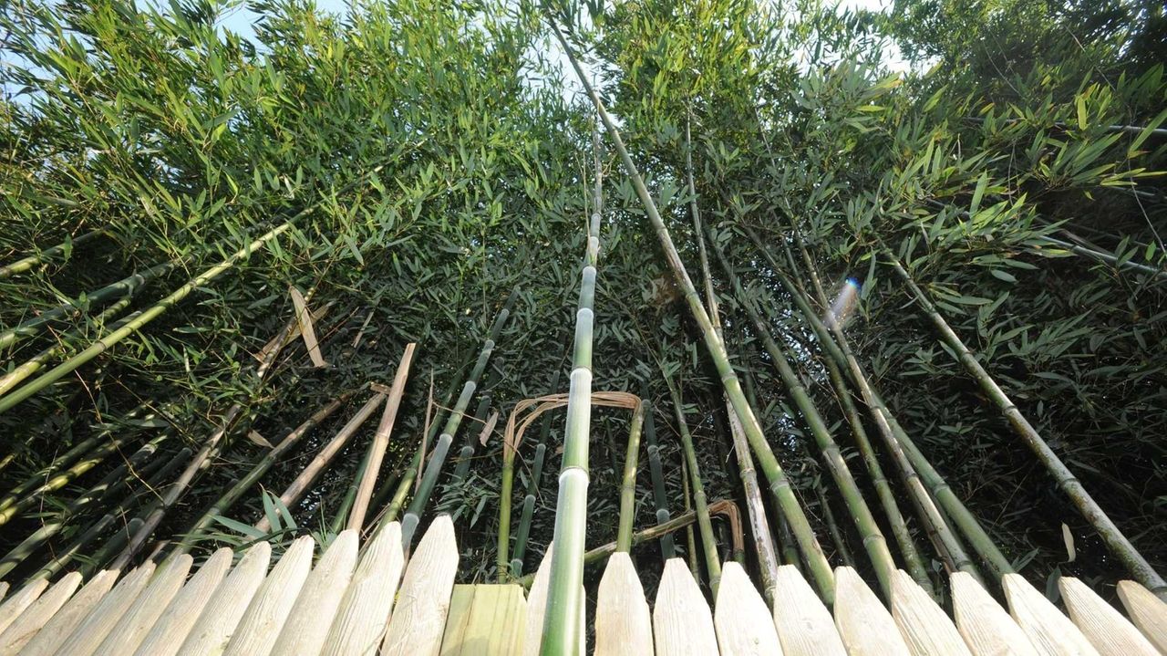 Malverne bans 'destructive' bamboo - Newsday