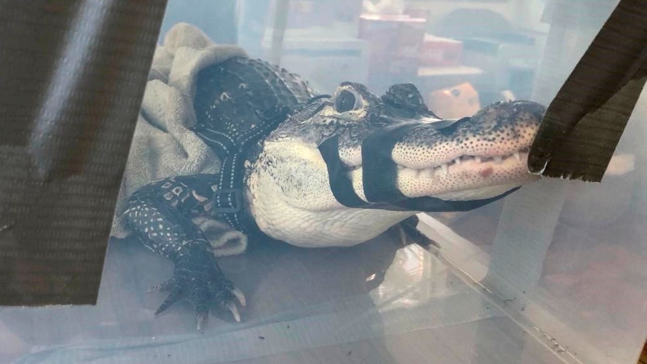 'Zachary,' a five-foot alligator, surrendered, Suffolk SPCA says - Newsday
