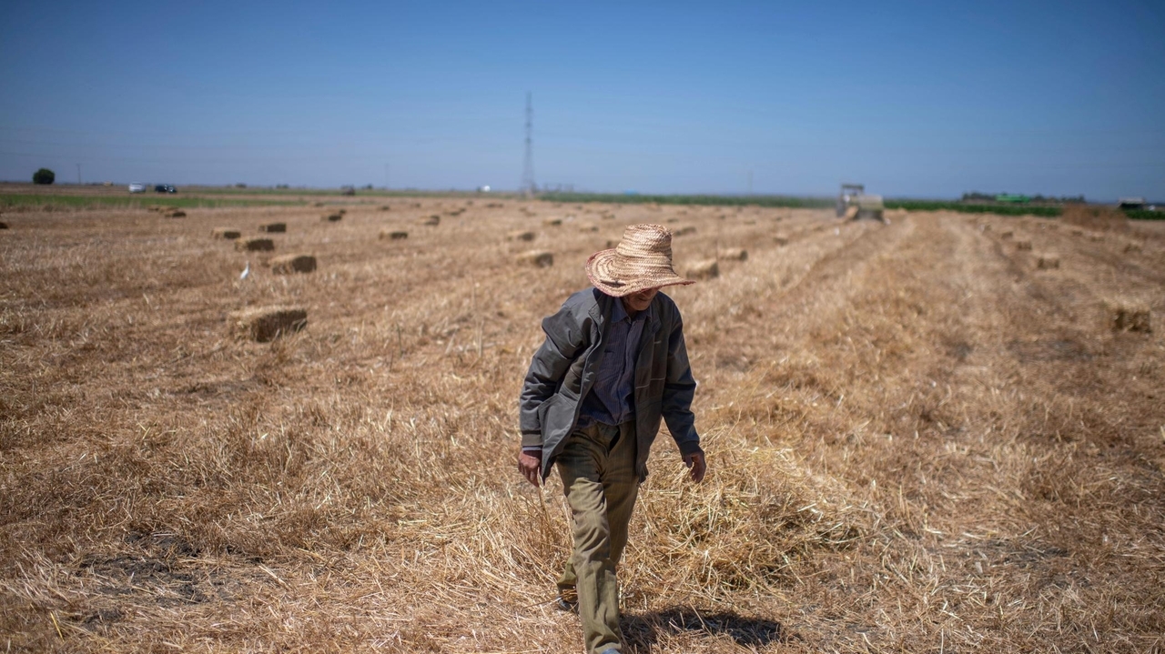 Climate change imperils drought-stricken Morocco's cereal farmers and ...